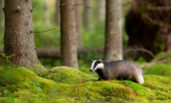 Wildtierschutz - WUID.SCHUTZ - WUID. SCHUTZ.